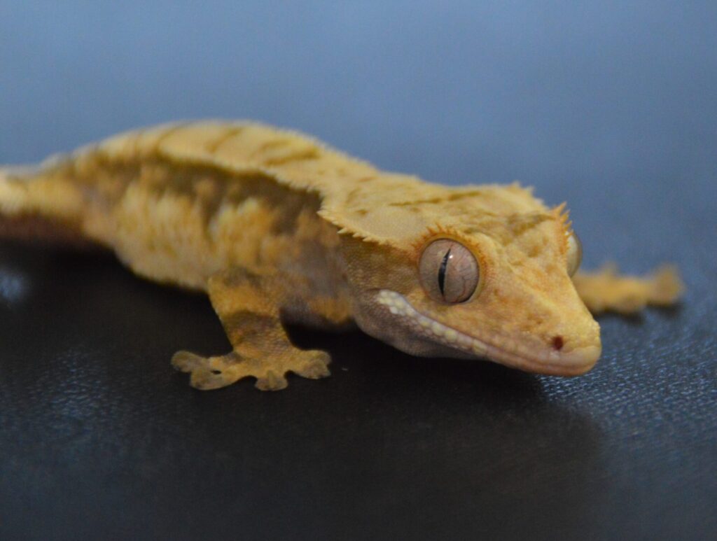 クレステッドゲッコー CG225 | Reptile Bank